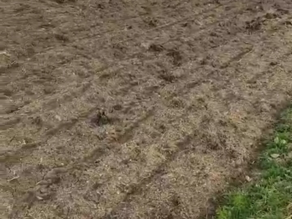 2.65 Acres Black Soil Agri Land BT Road facing BX-24686